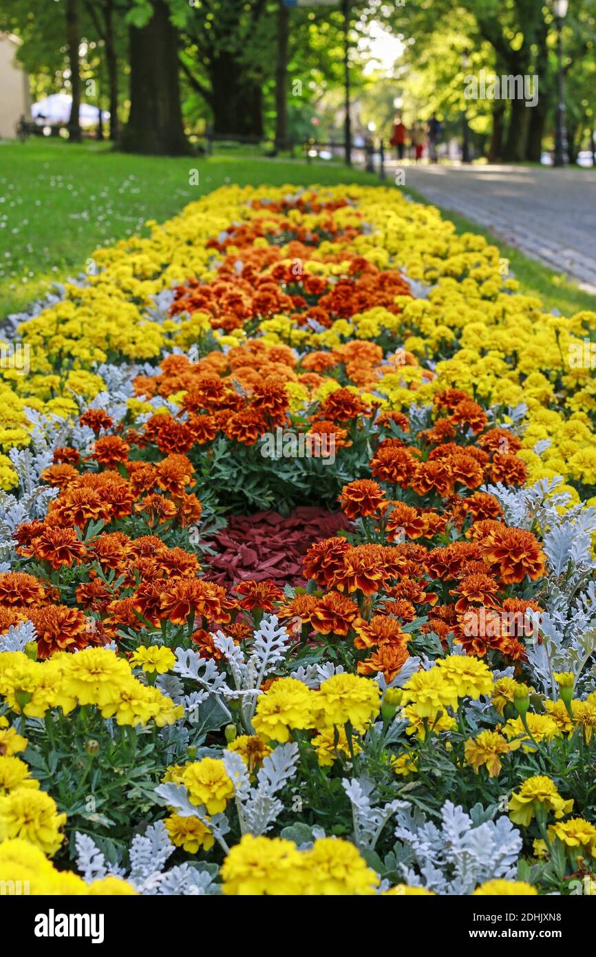 Flower bed with red, yellow and grey flowers. Summer time Stock Photo ...