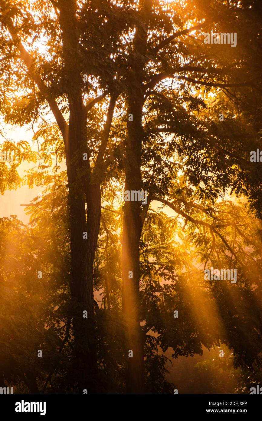 From below scenery of bright sun rays penetrating branches of tall ...