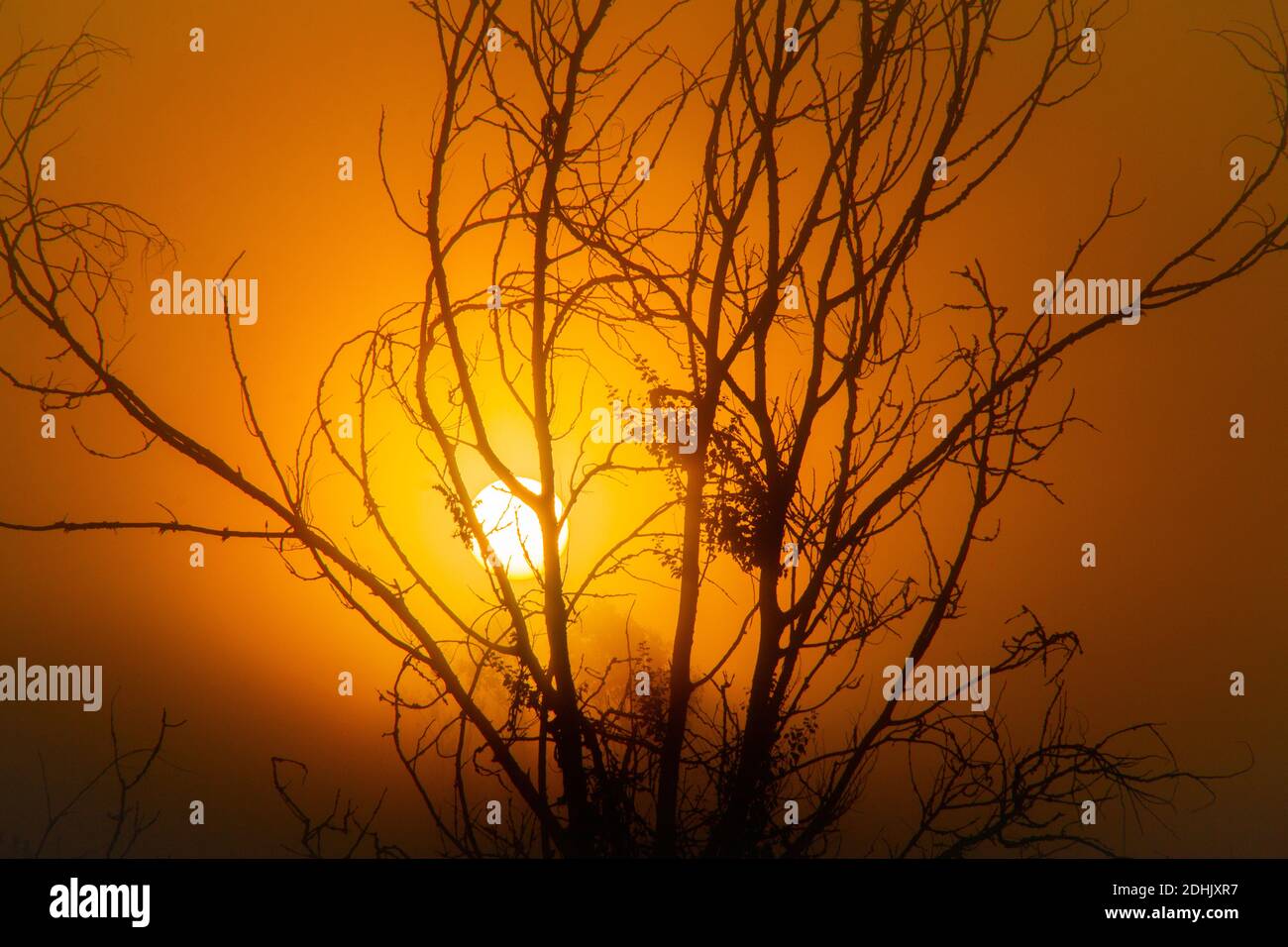 Vivid sundown sun shining through branches of tree in nature Stock ...