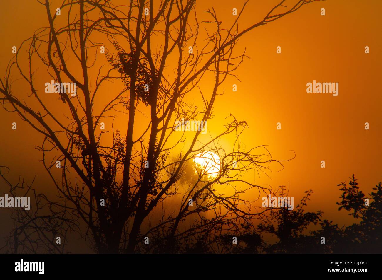 Leafless tree low angle hi-res stock photography and images - Alamy
