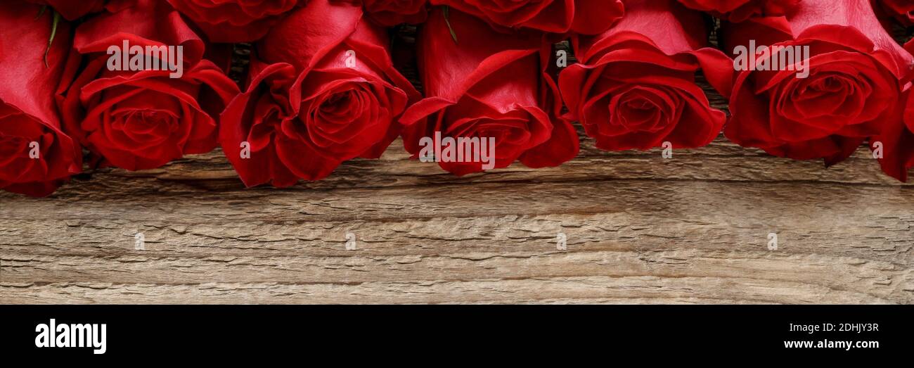 Red roses panorama. Graphic resources Stock Photo - Alamy