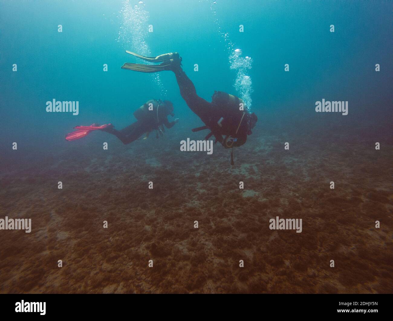 Unrecognizable divers studying depth of ocean and vegetation at bottom ...