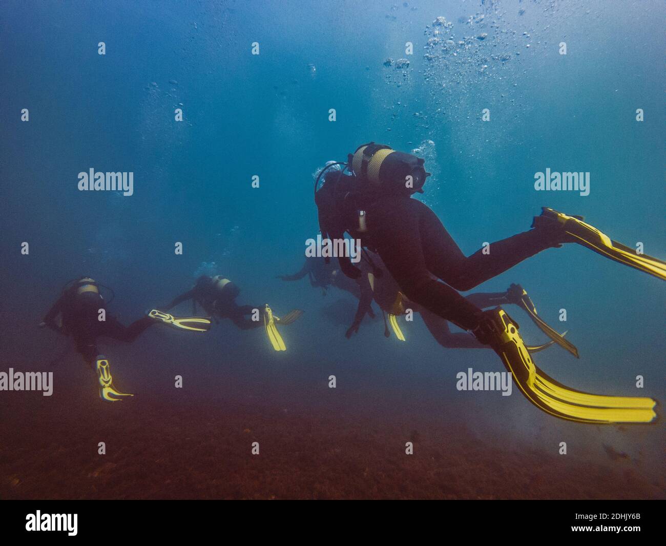 Unrecognizable divers studying depth of ocean and vegetation at bottom ...