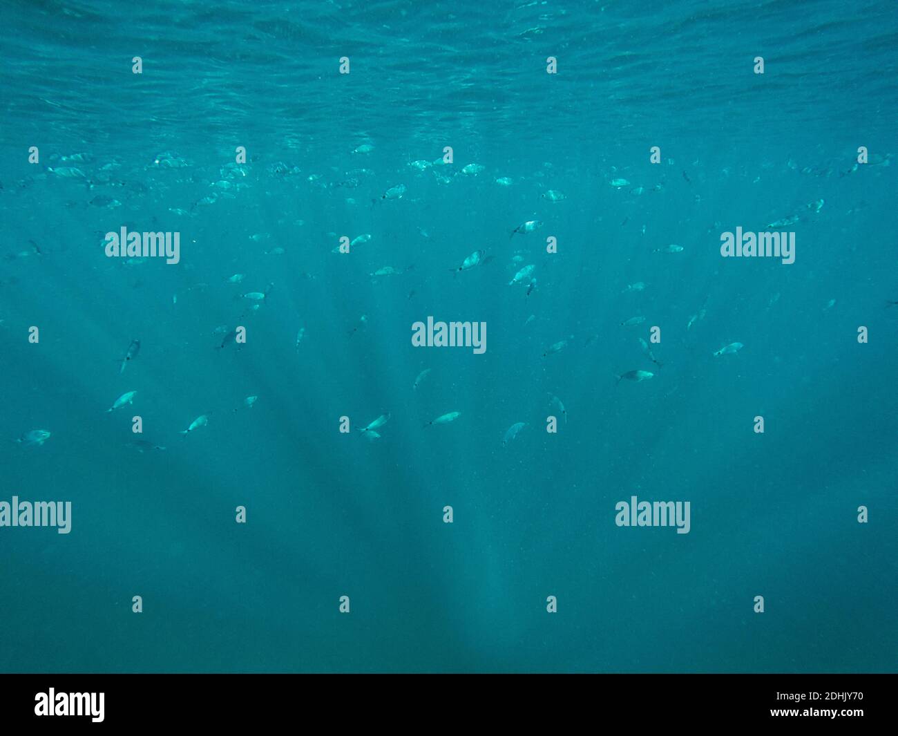 Sea ecosystem with fish stream in dark blue underwater Stock Photo - Alamy