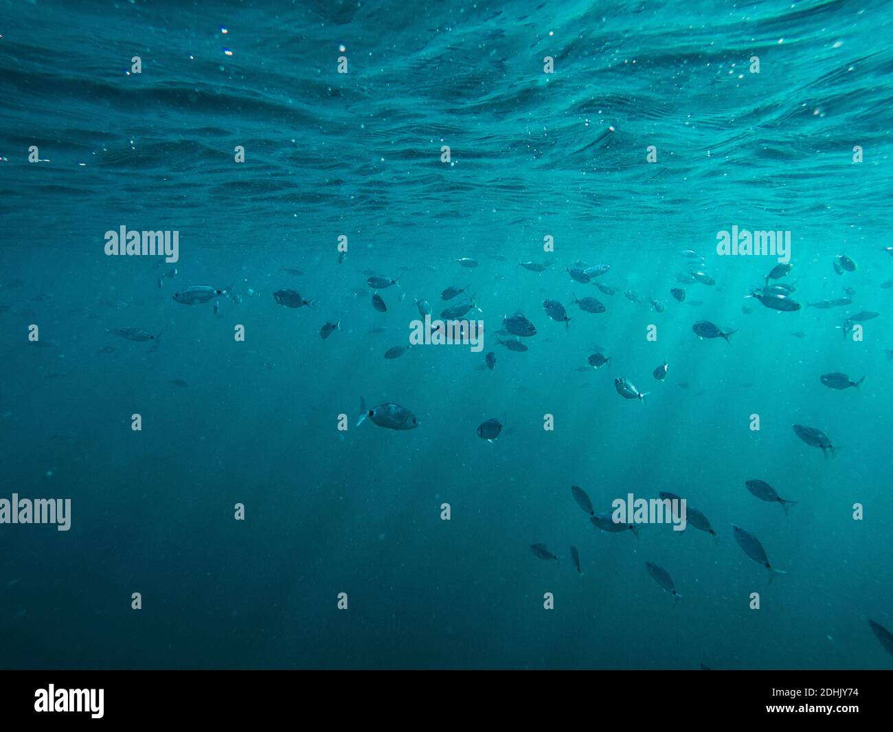 Sea ecosystem with fish stream in dark blue underwater Stock Photo - Alamy