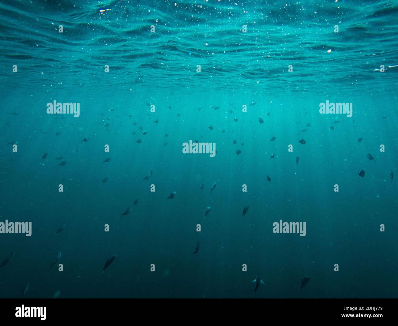 Sea ecosystem with fish stream in dark blue underwater Stock Photo - Alamy