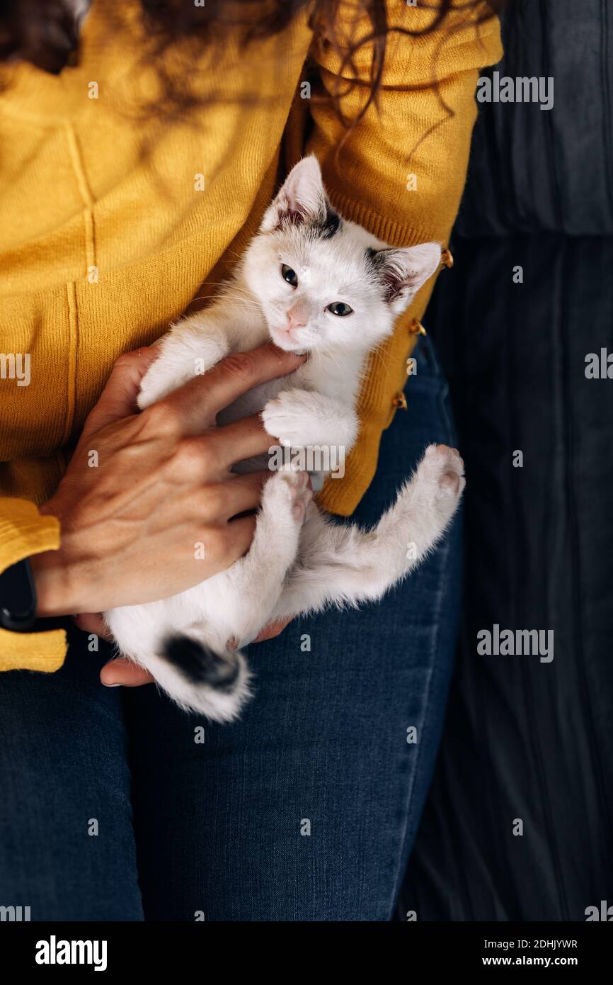From above of crop anonymous female owner embracing and stroking cute ...