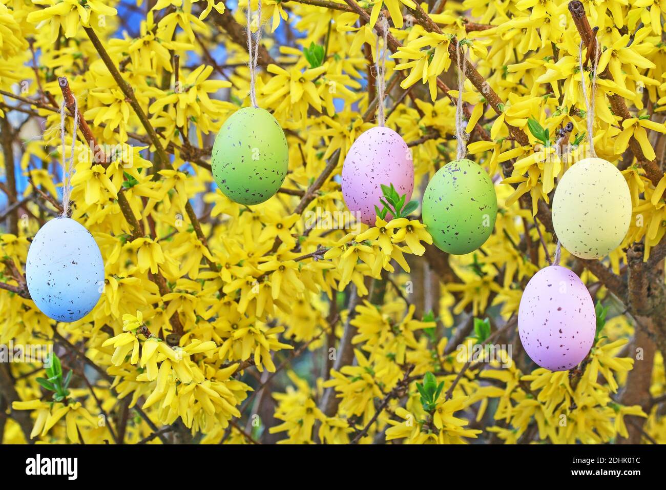 Colorful easter eggs hanging on the forsythia shrub in the garden ...