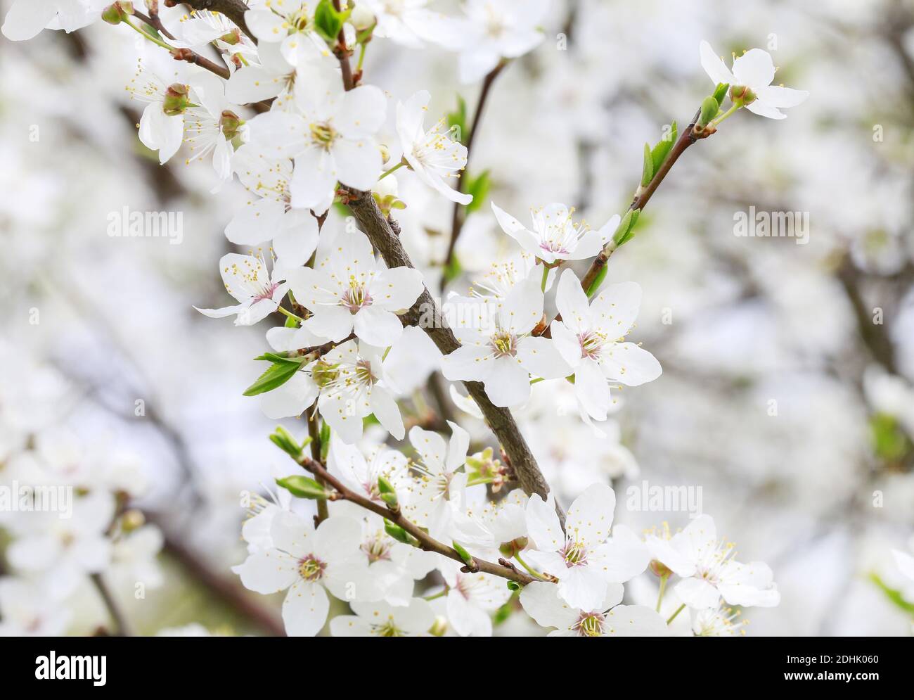 Blooming branch of cherry tree. Beautiful spring landscape Stock Photo ...