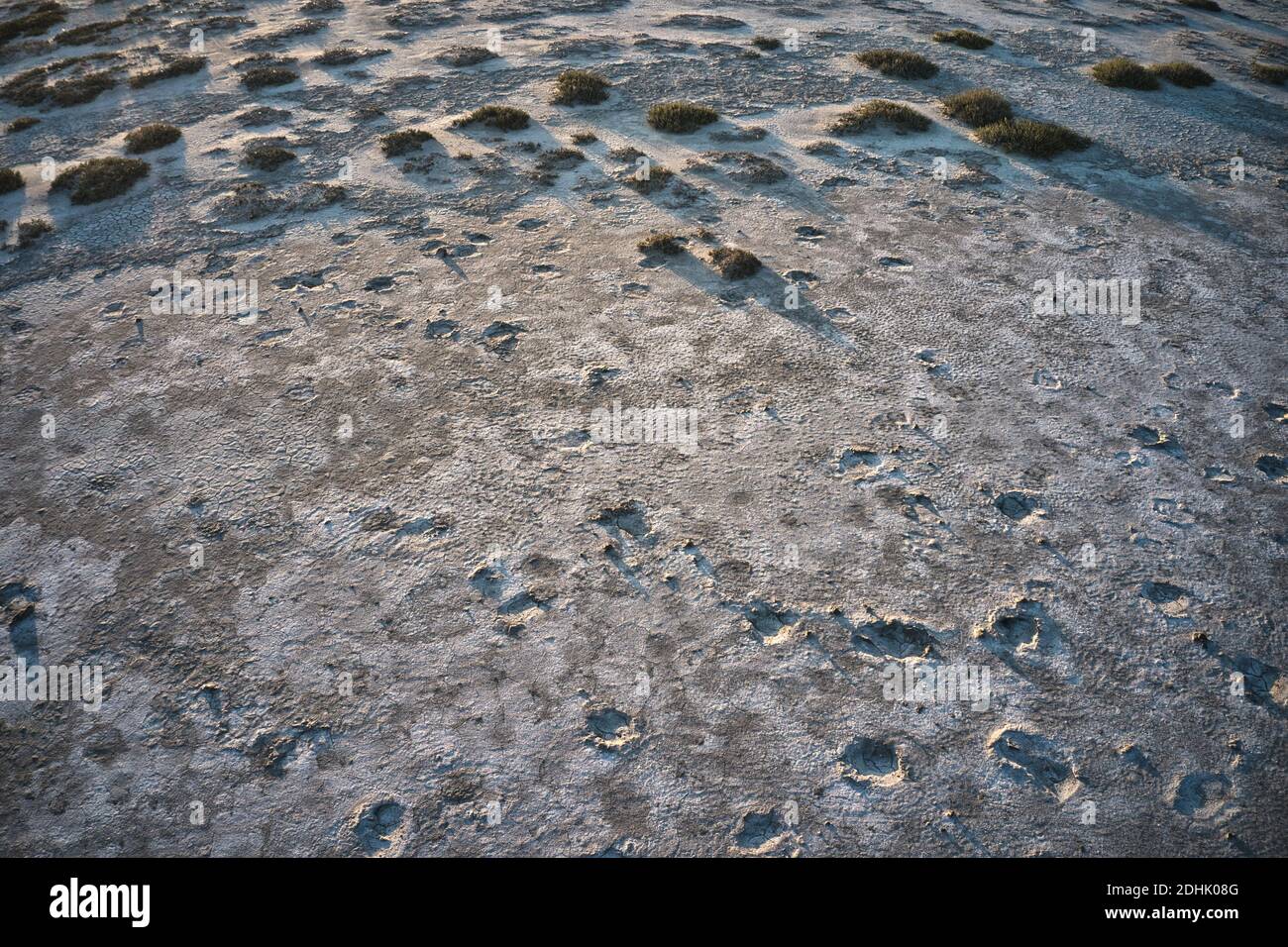Top view of a sandy swamp with large patches of grass and bushes Stock ...