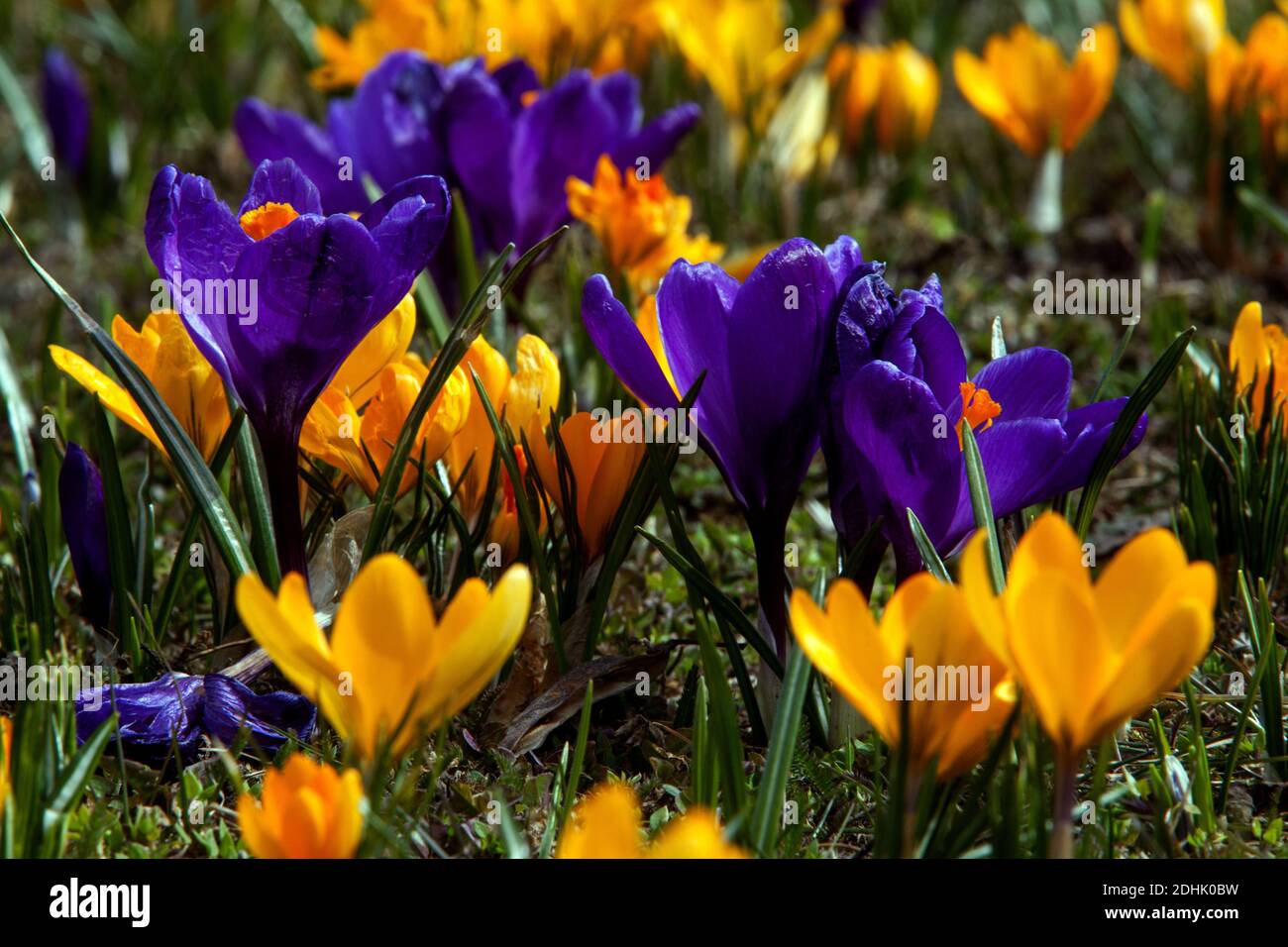 Crocuses growing in a lawn, sunshine Stock Photo - Alamy