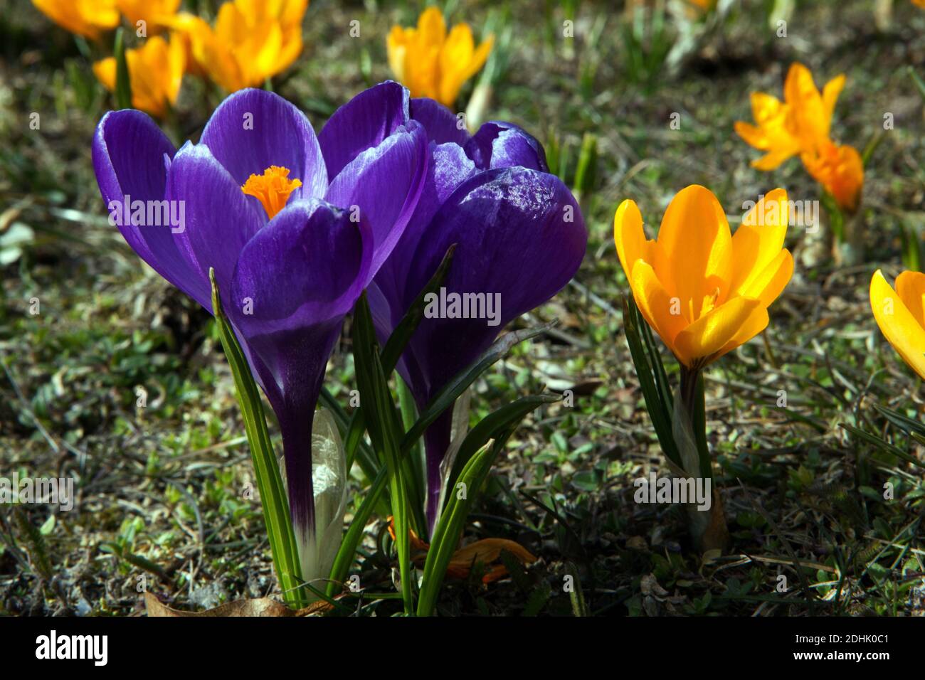 Lawn with crocuses hi-res stock photography and images - Alamy