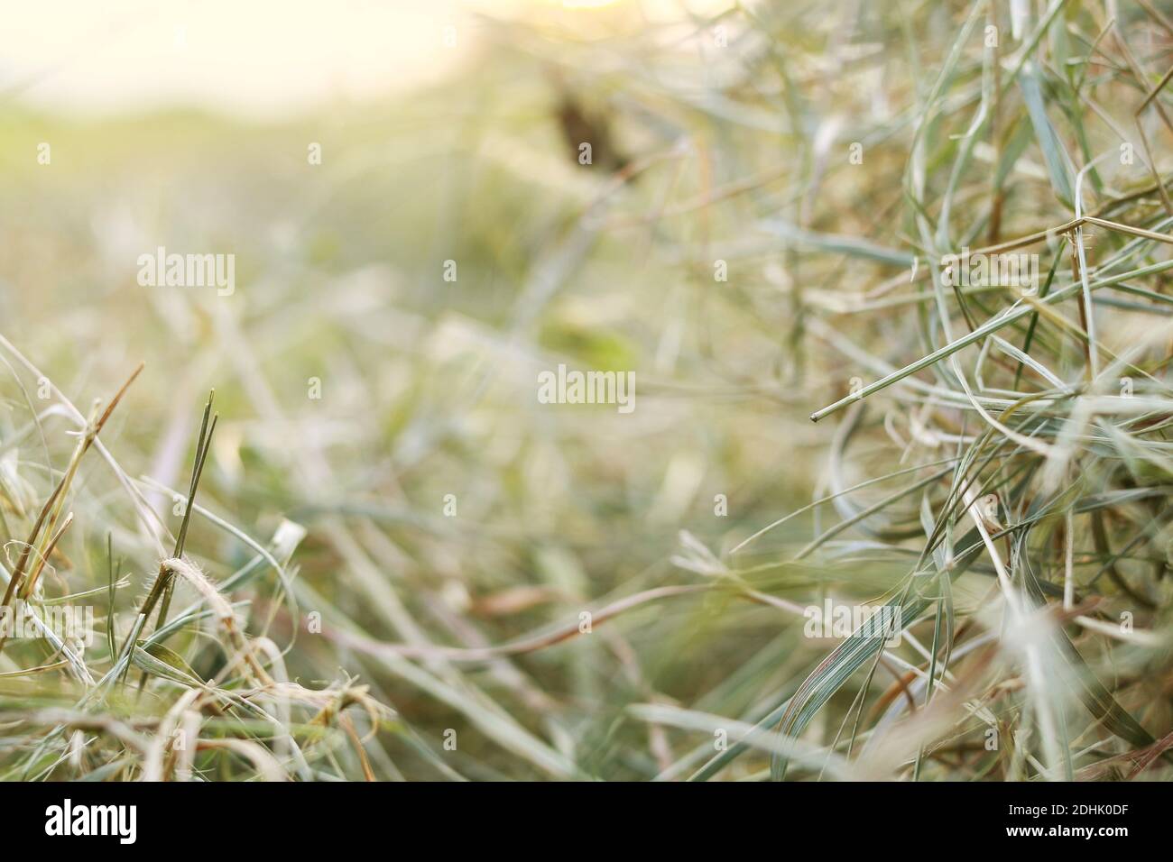 Abstract hay background. Country summer atmosphere wallpaper. Graphic ...