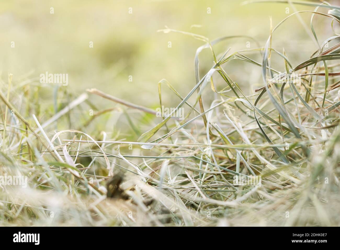 Abstract hay background. Country summer atmosphere wallpaper. Graphic ...