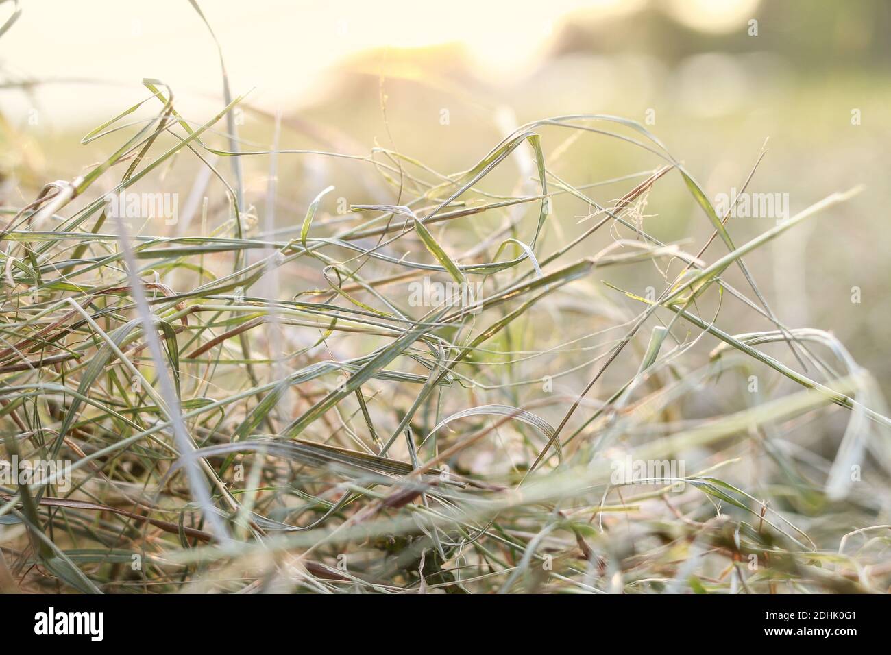 Abstract hay background. Country summer atmosphere wallpaper. Graphic ...