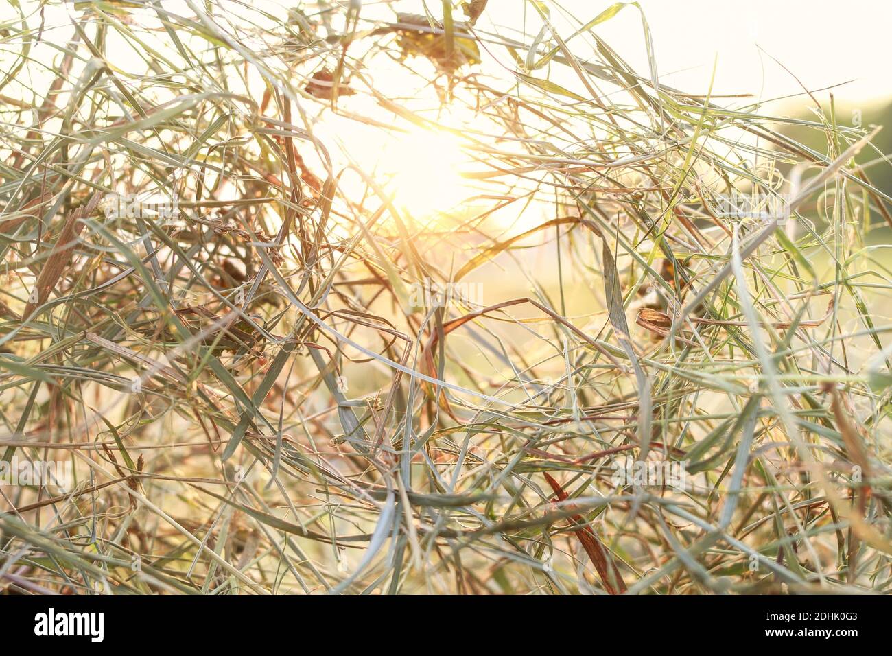 Abstract hay background. Country summer atmosphere wallpaper. Graphic ...