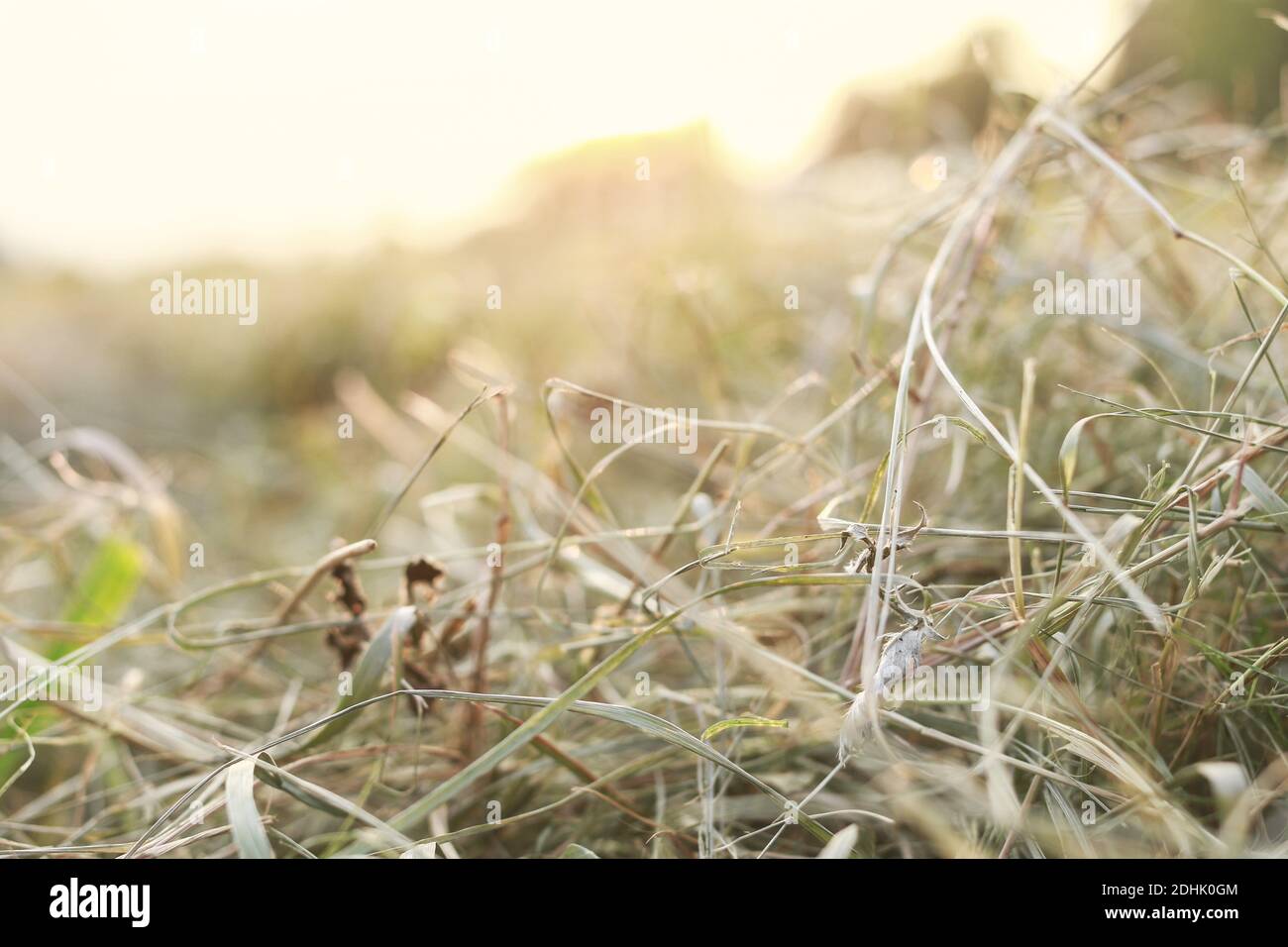 Abstract hay background. Country summer atmosphere wallpaper. Graphic ...
