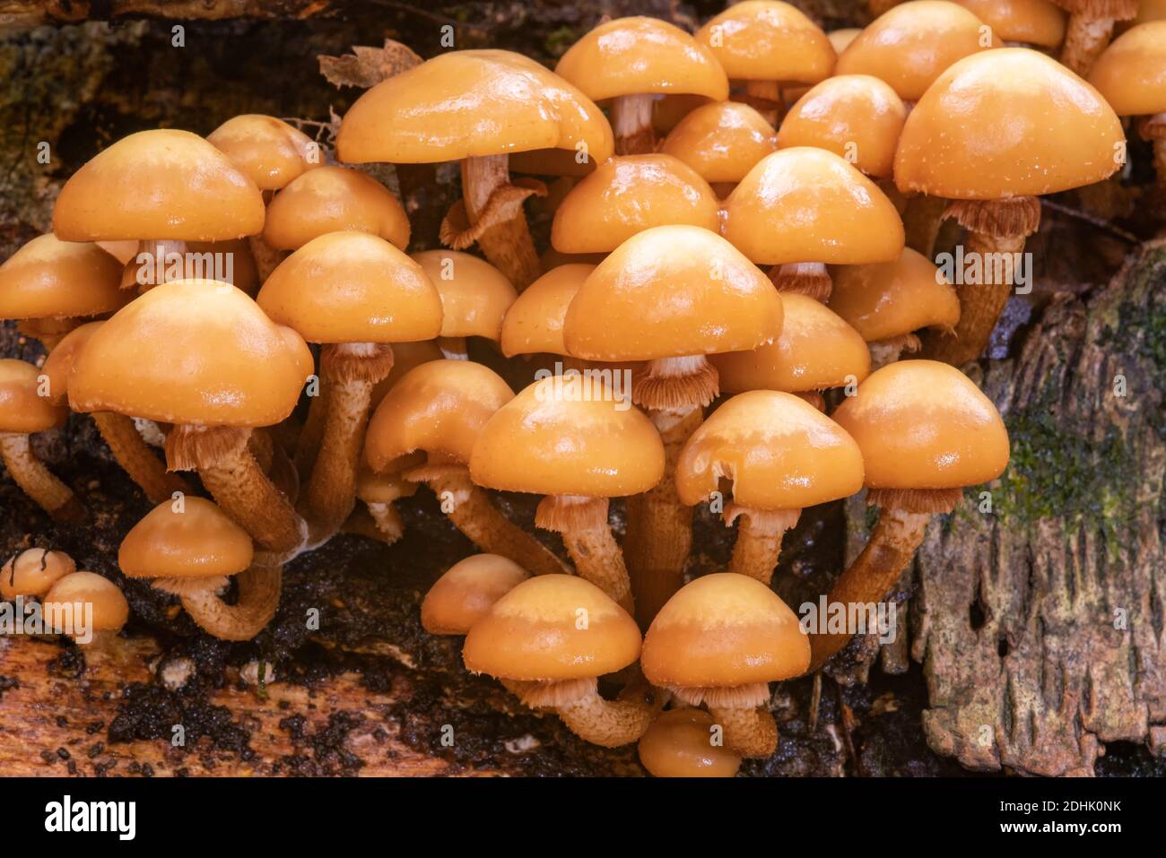 Sheathed woodtuft, Kuehneromyces mutabilis, large clusters on fallen ...