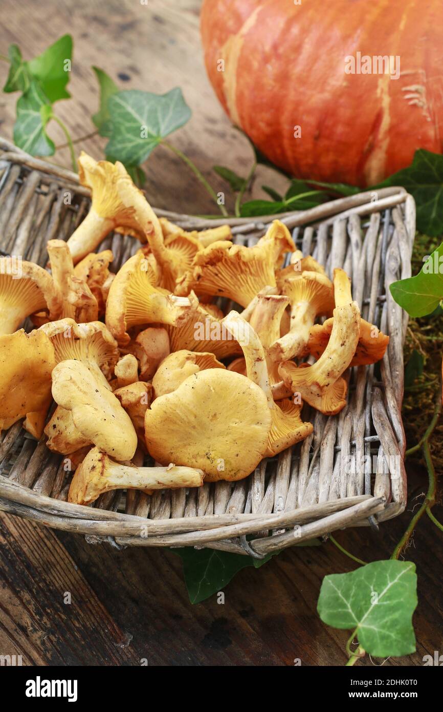 Cantharellus cibarius, commonly known as the chanterelle, golden ...