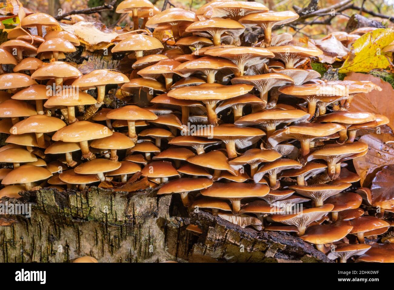 Sheathed woodtuft, Kuehneromyces mutabilis, large clusters on fallen ...
