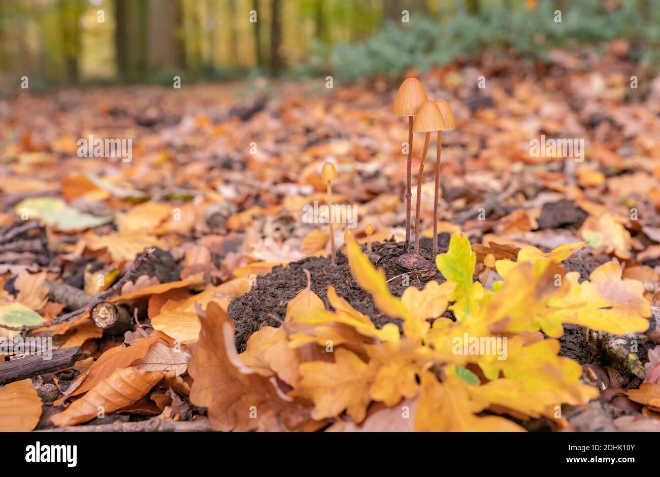 Conocybe fungus hi-res stock photography and images - Alamy