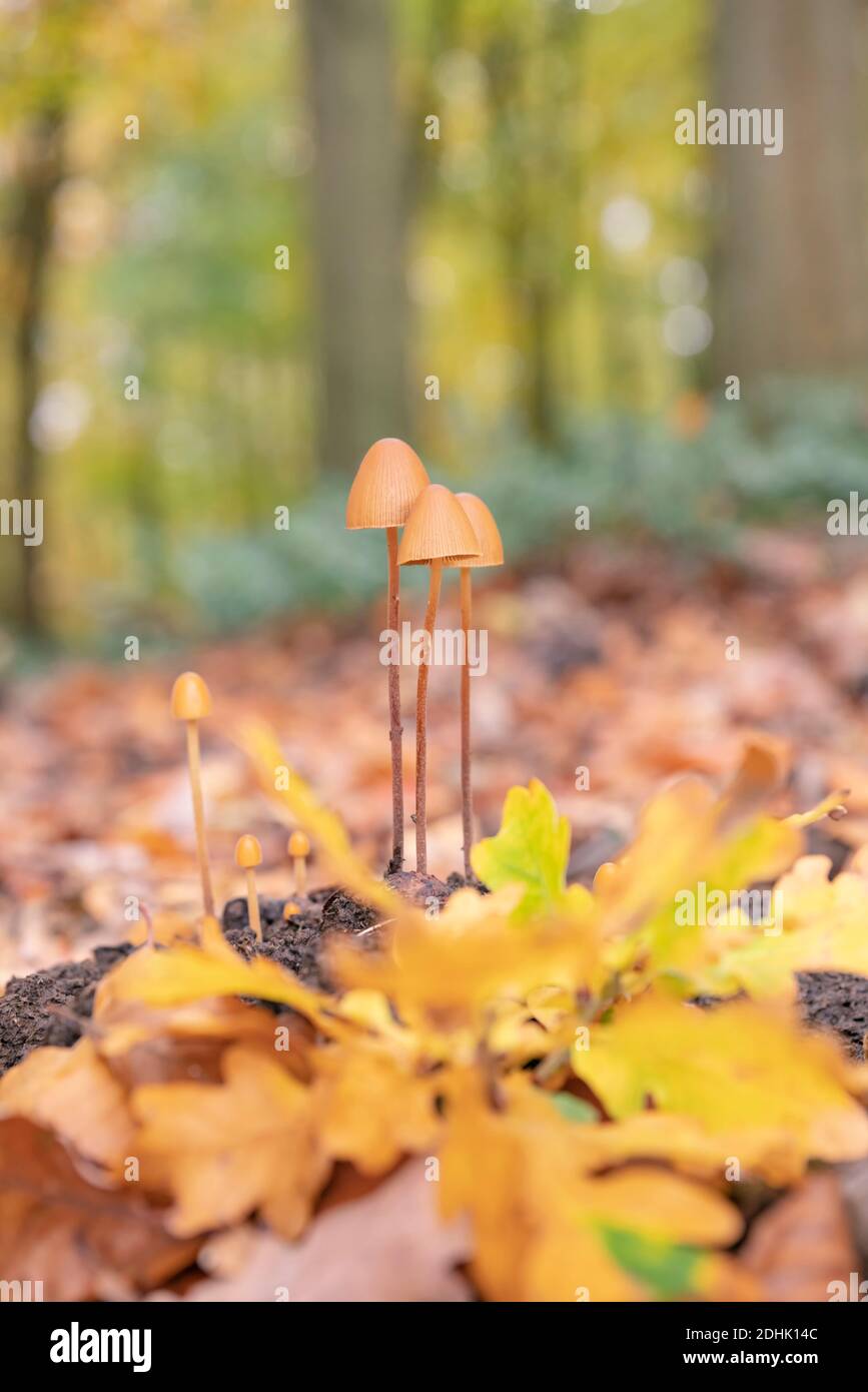 Conocybe tenera, common cone cap, late autumn at the edge of a ...