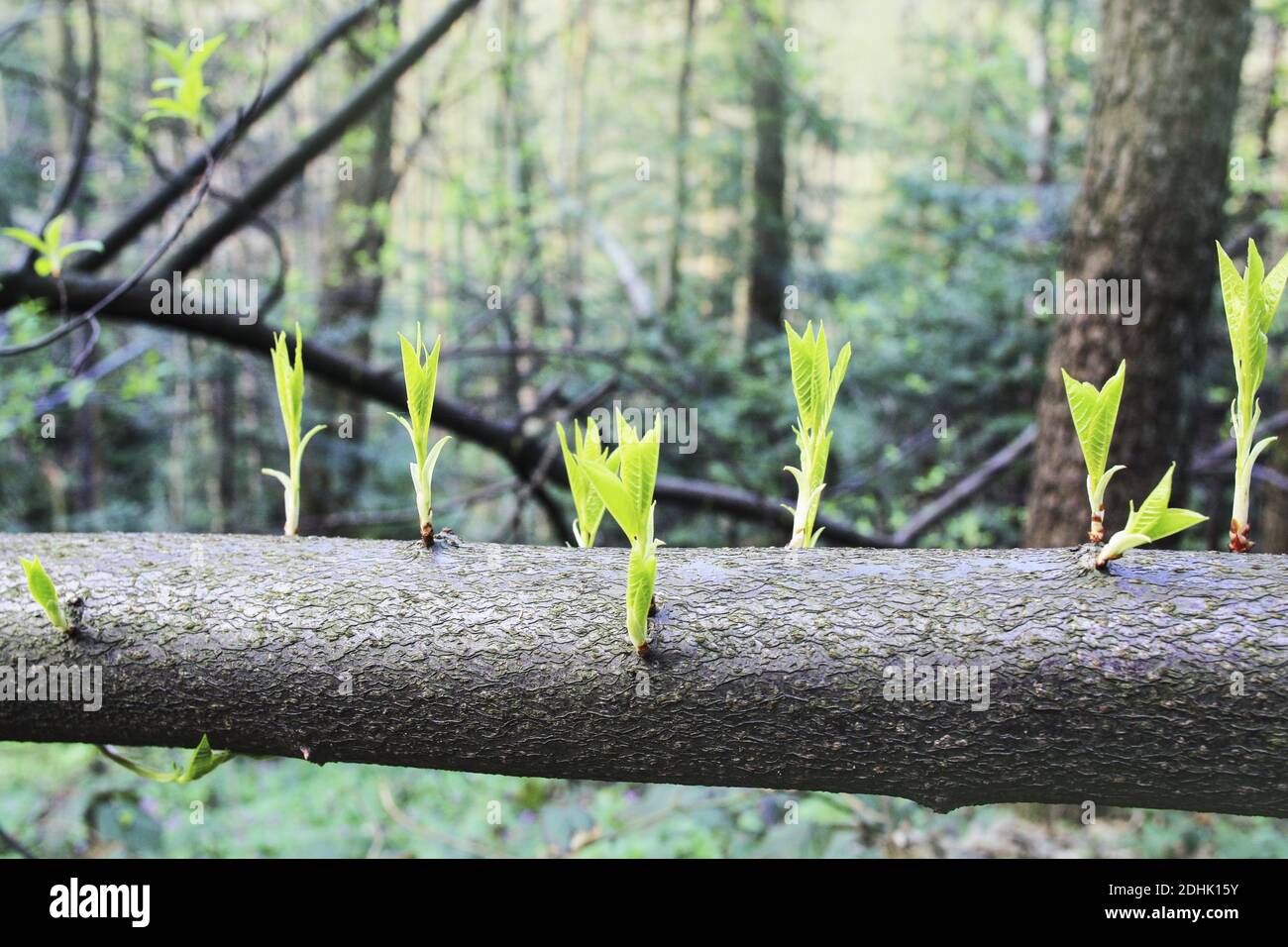 Spring shoots on tree trunk. Growing time Stock Photo - Alamy