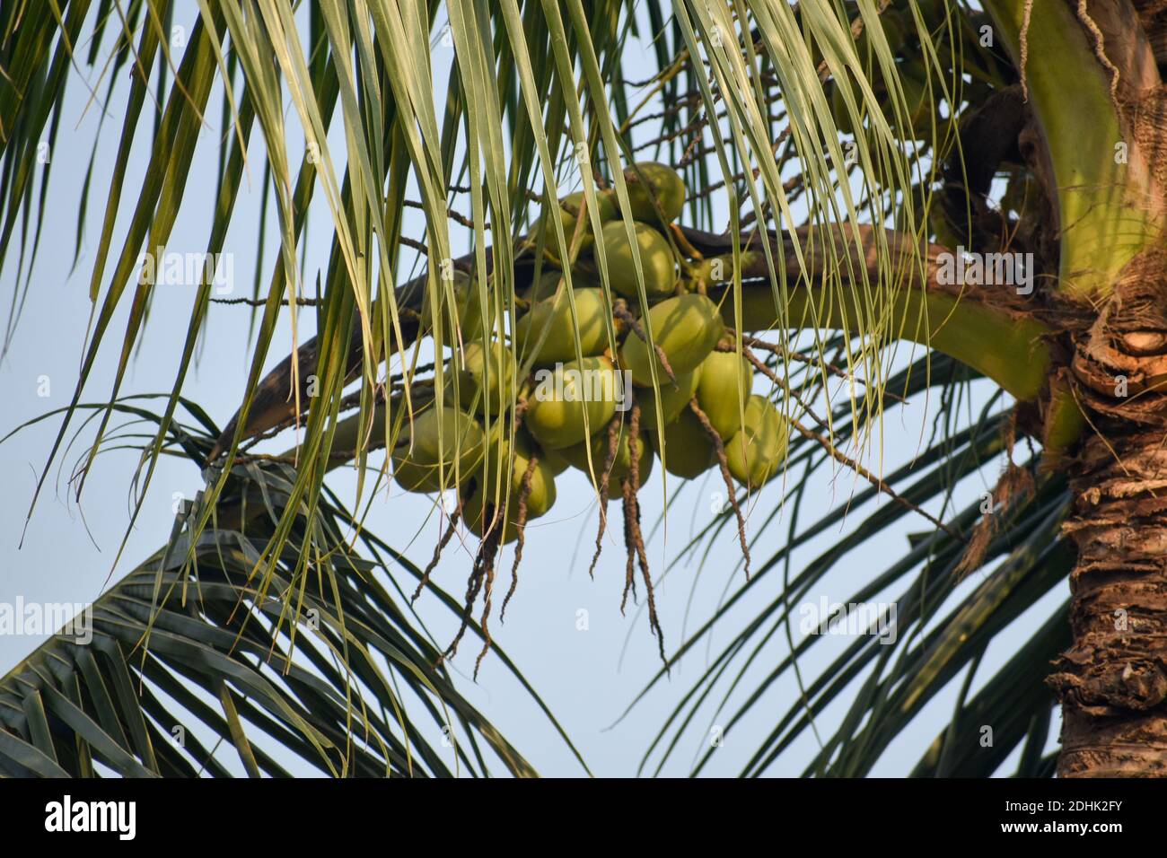 A beautiful coconut tree with coconuts countryside of India Stock Photo ...