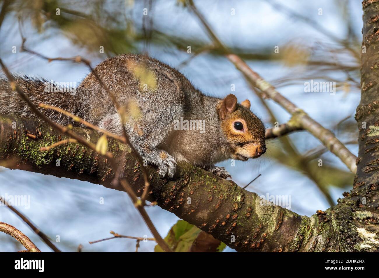 A grey squirrel on a tree branch Stock Photo - Alamy