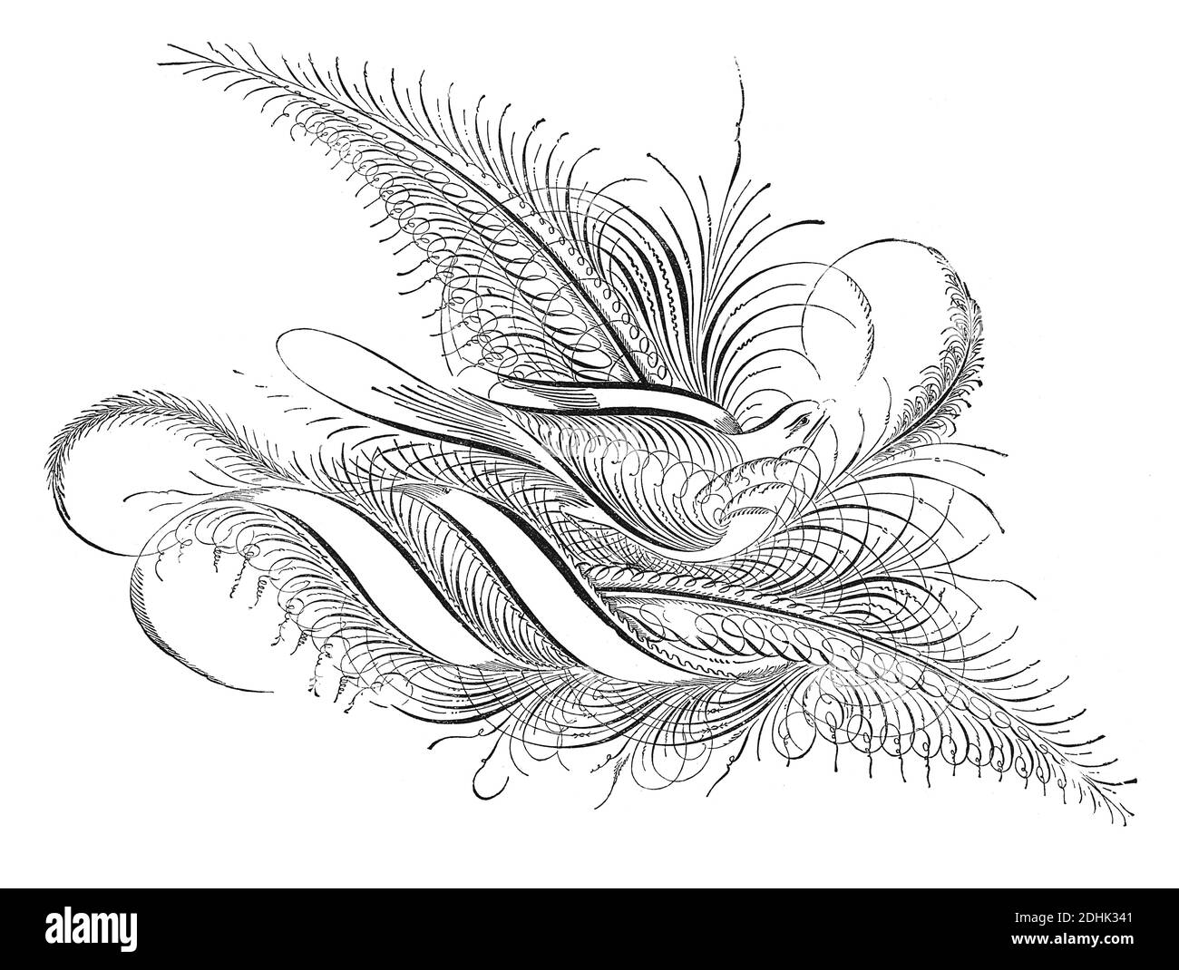 19th century illustration of Specimen of ornamental pen-flourishing ...