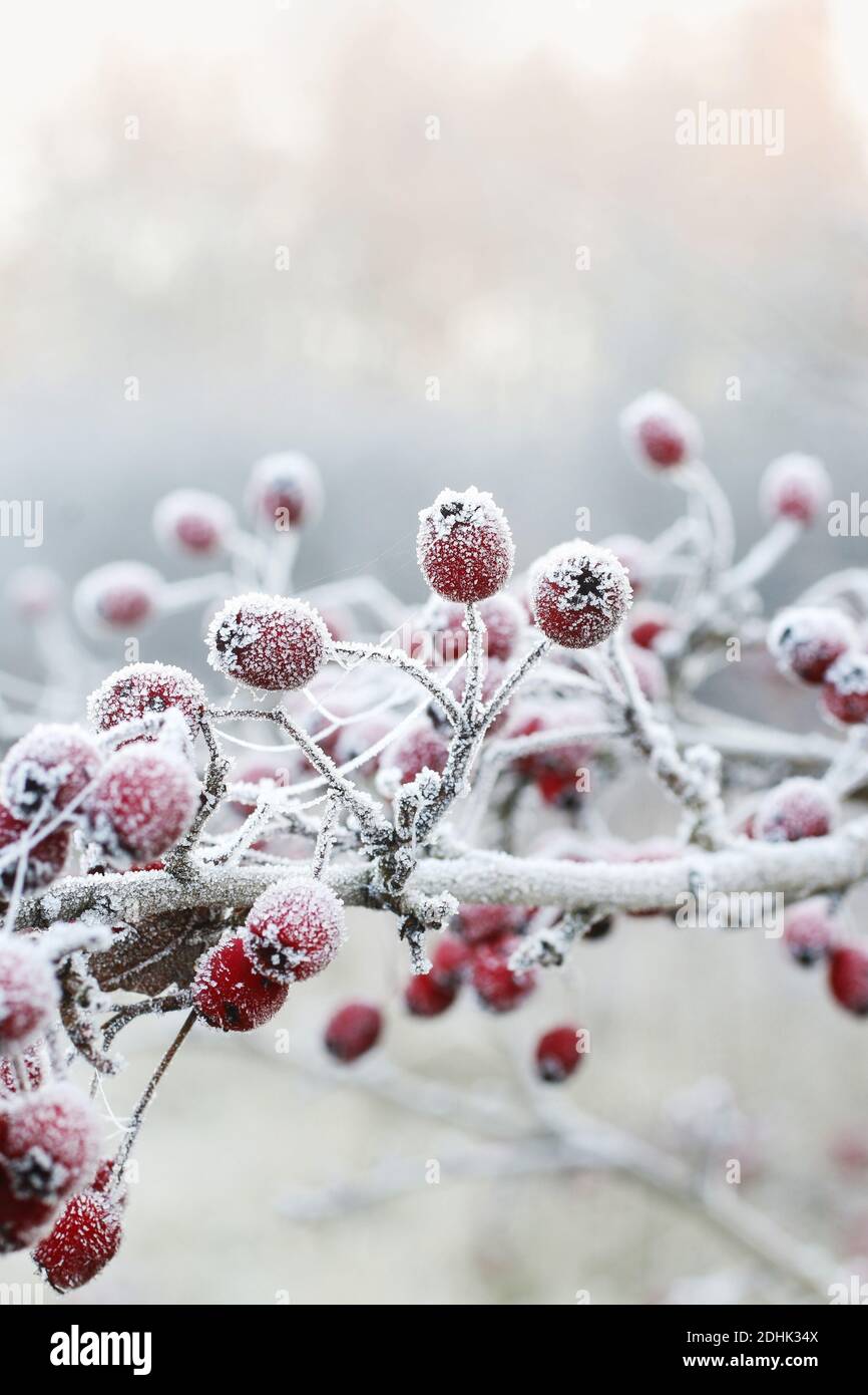 Hawthorn seeds frost hi-res stock photography and images - Alamy