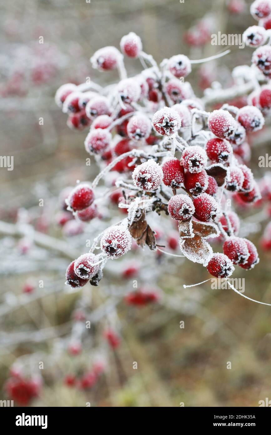 Hawthorn seeds frost hi-res stock photography and images - Alamy