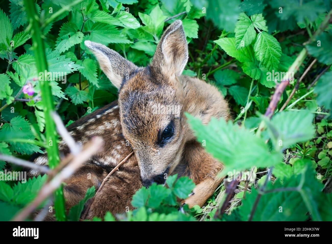 Baby deer scared hi-res stock photography and images - Alamy