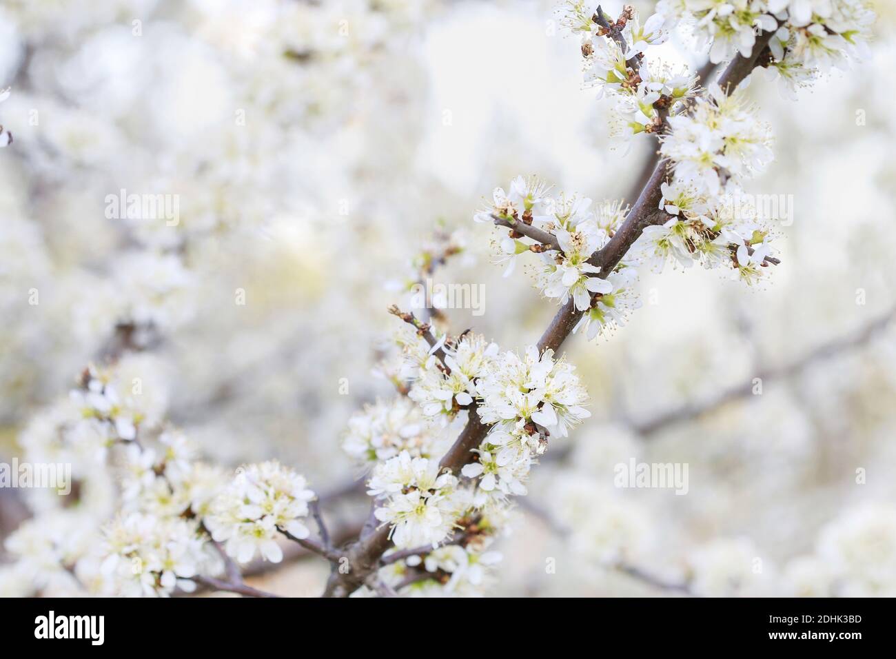 Blooming branch of hawthorn tree. Beautiful spring landscape Stock ...