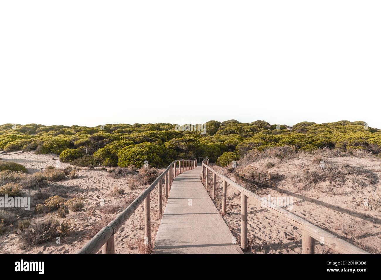 Wooden plank path in Punta Umbria. It crosses a pine forest and ends at ...