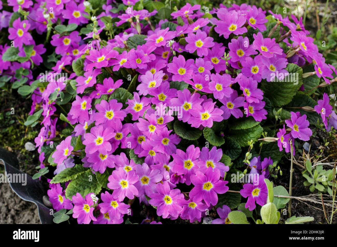 Pink primula flowers in the garden. Spring time Stock Photo - Alamy