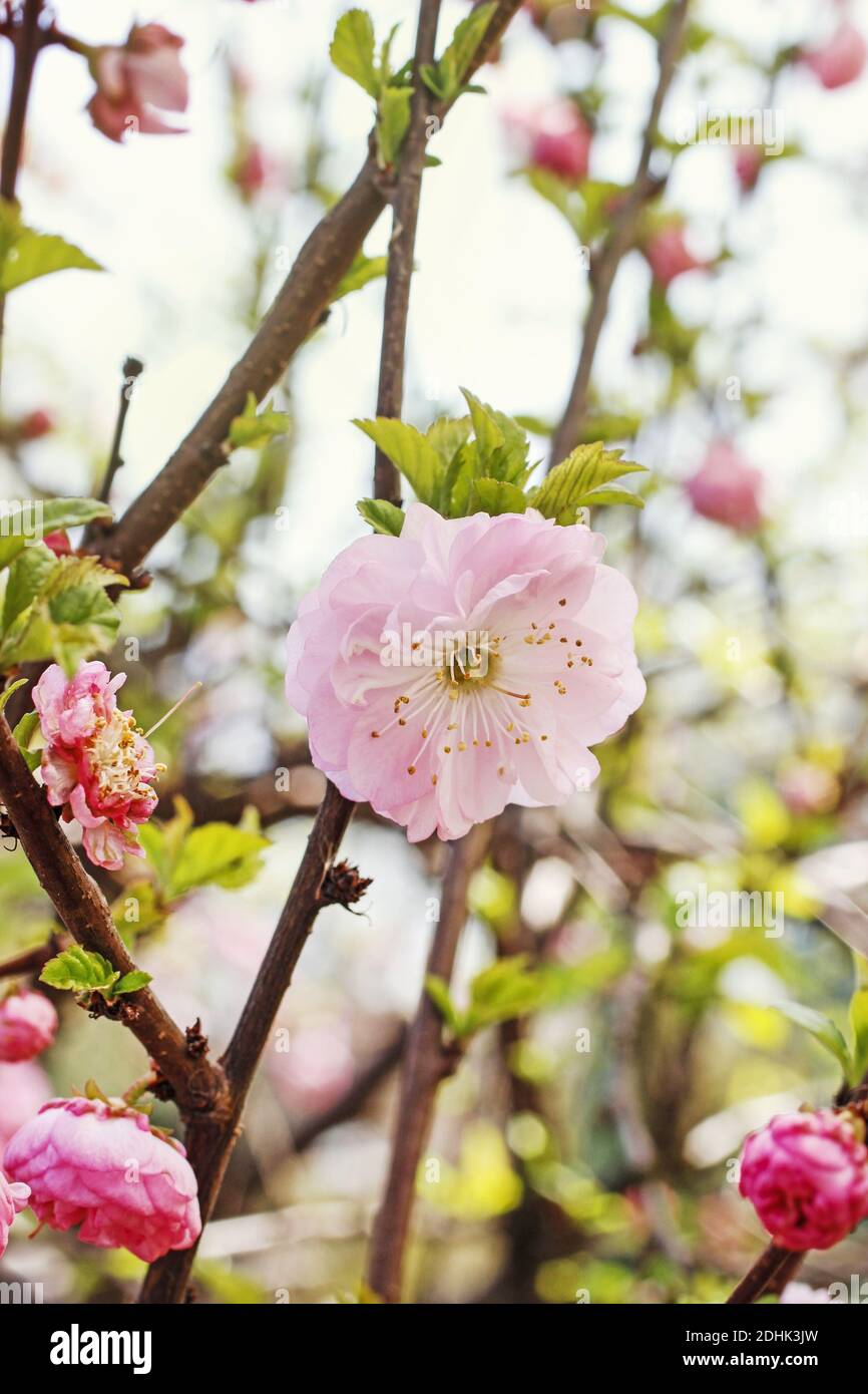 Beautiful flowering almond tree (Prunus triloba) in the garden. Spring ...