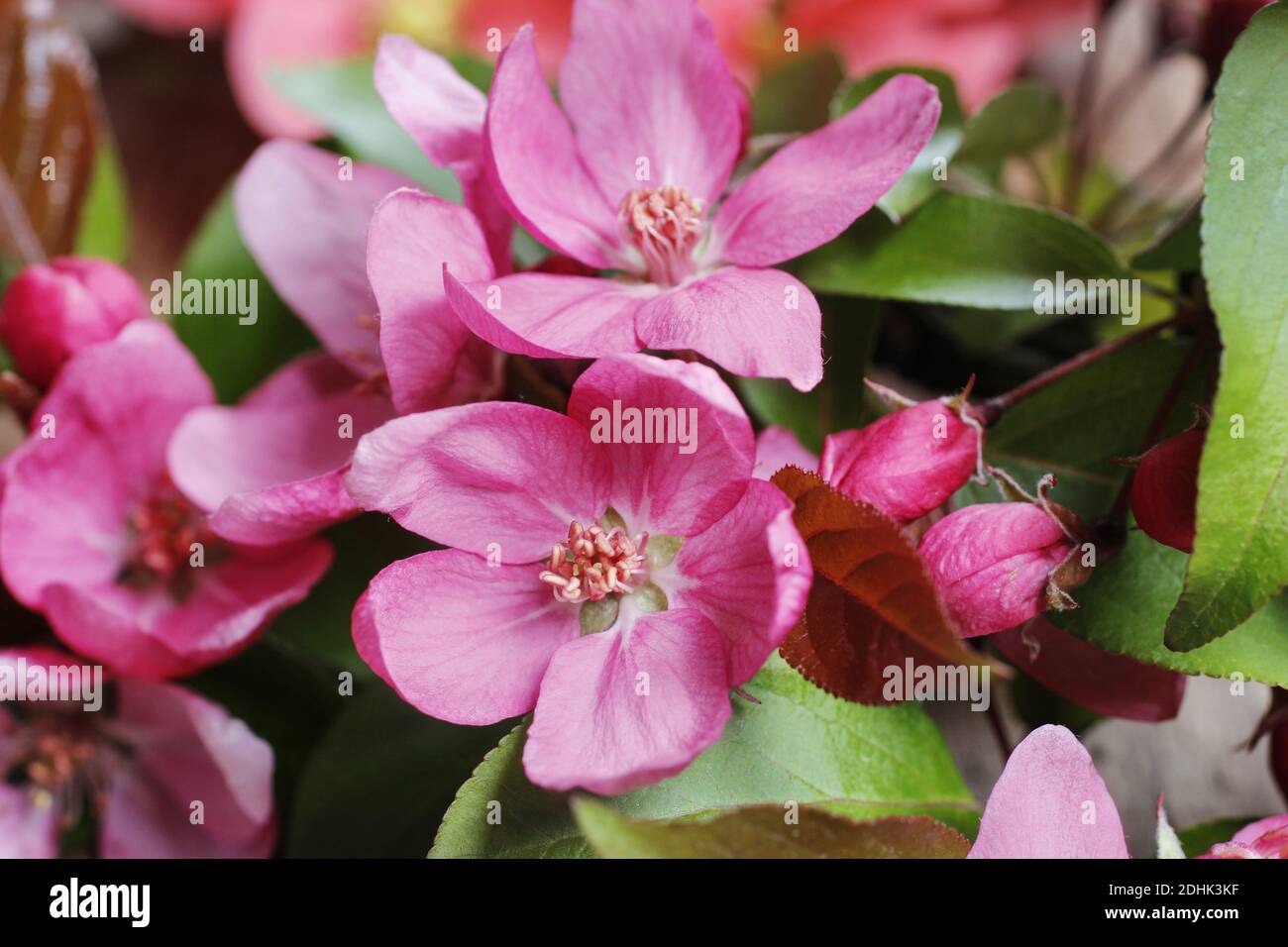 Pink flowering almond prunus triloba shrub hi-res stock photography and ...