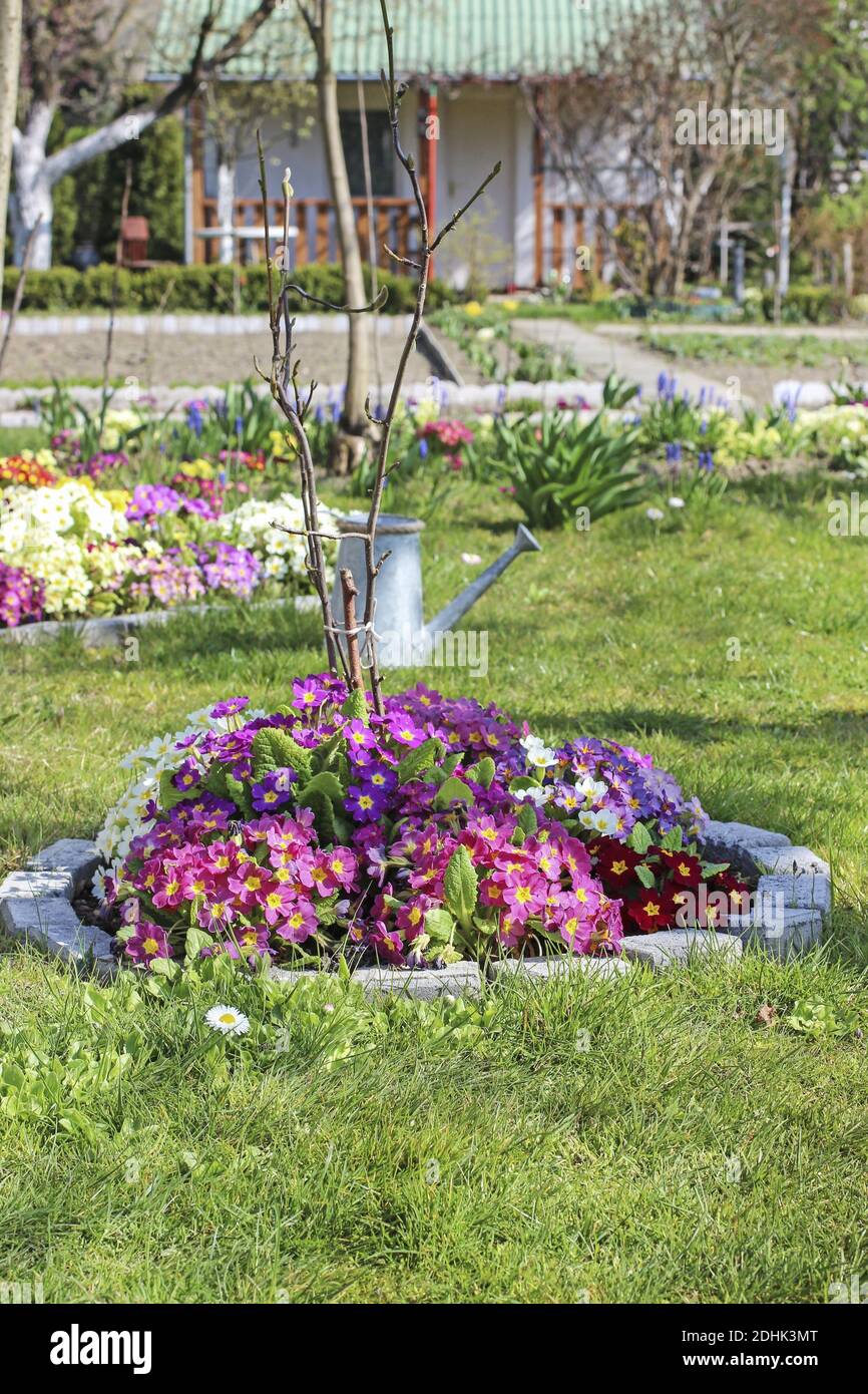 Pink primula flowers in the garden. Spring time Stock Photo - Alamy