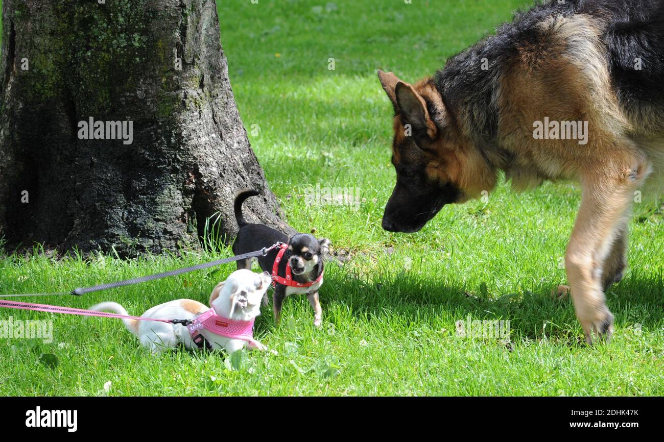 Dogs checking each other out Stock Photo - Alamy
