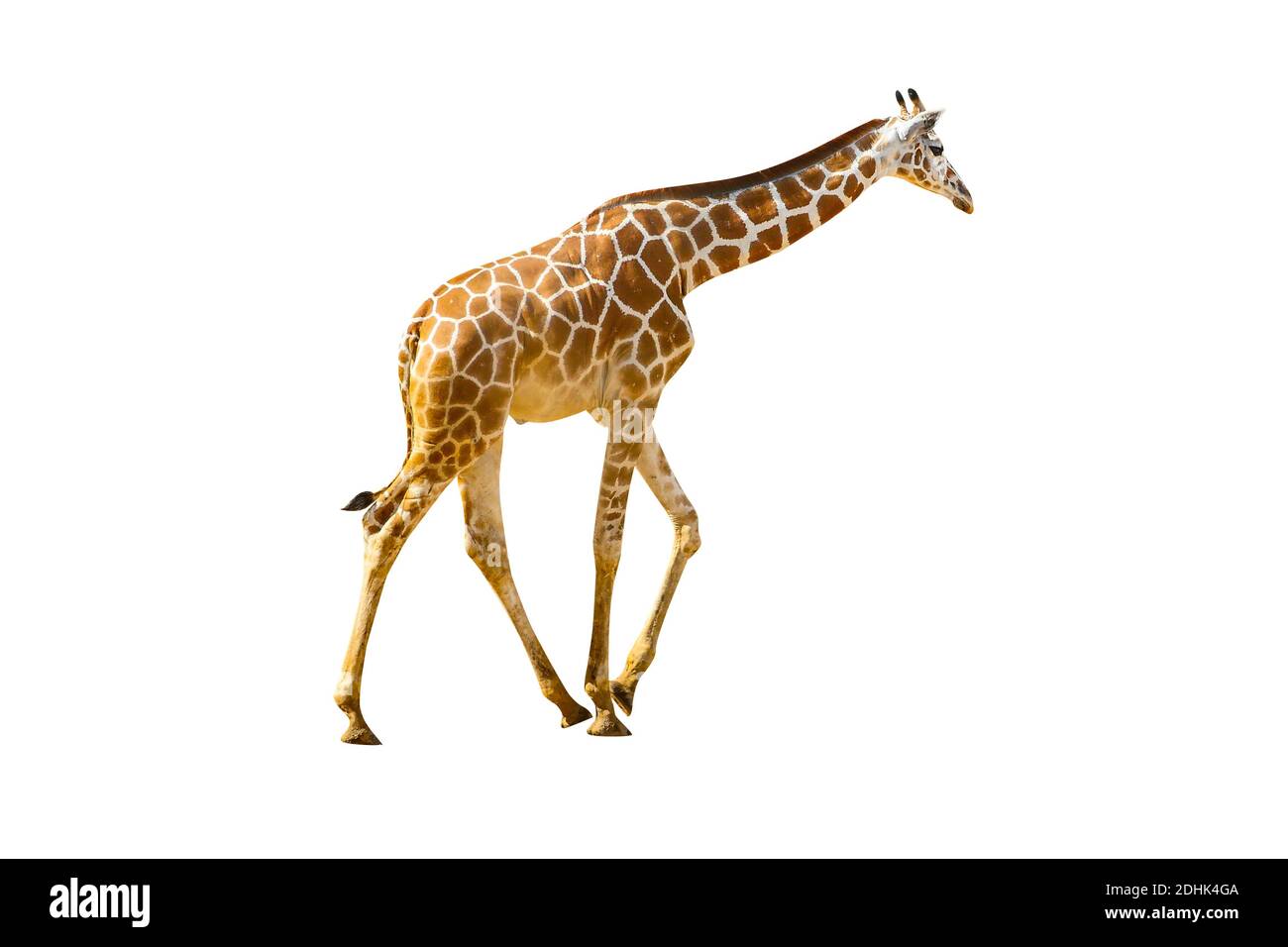 Giraffe isolated on white background Stock Photo - Alamy