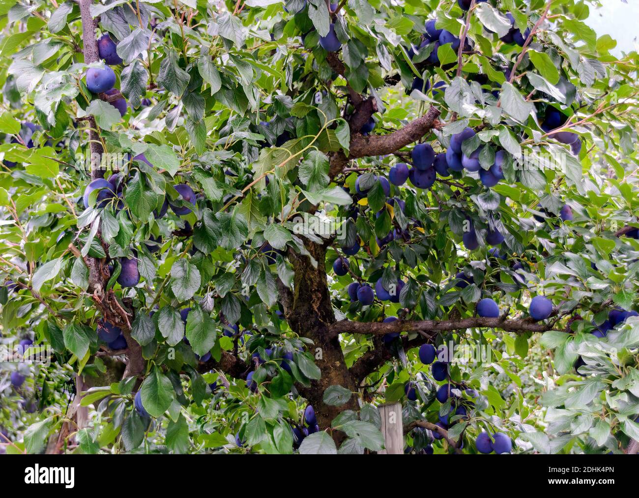 Plum tree fruit hi-res stock photography and images - Alamy