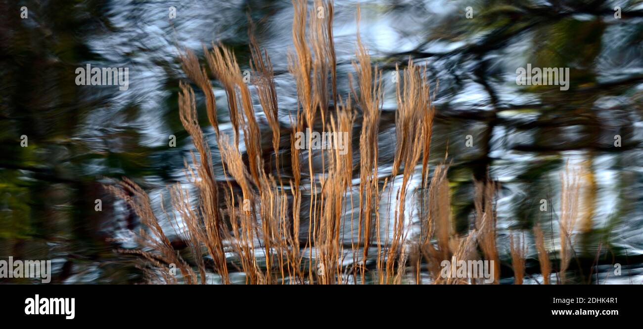 Calamagrostis karl foerster hi-res stock photography and images - Alamy