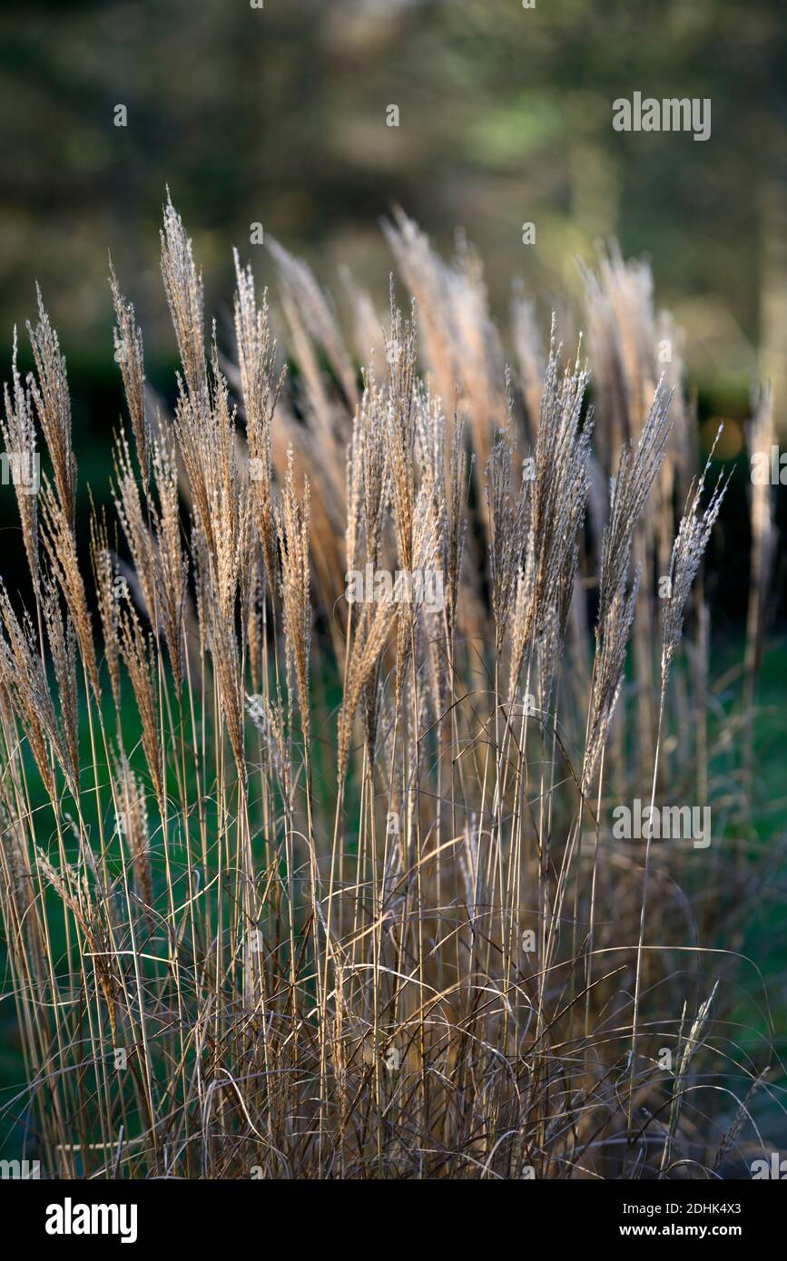 Grass Feather Reed Karl Foerster at Ryan Fulton blog
