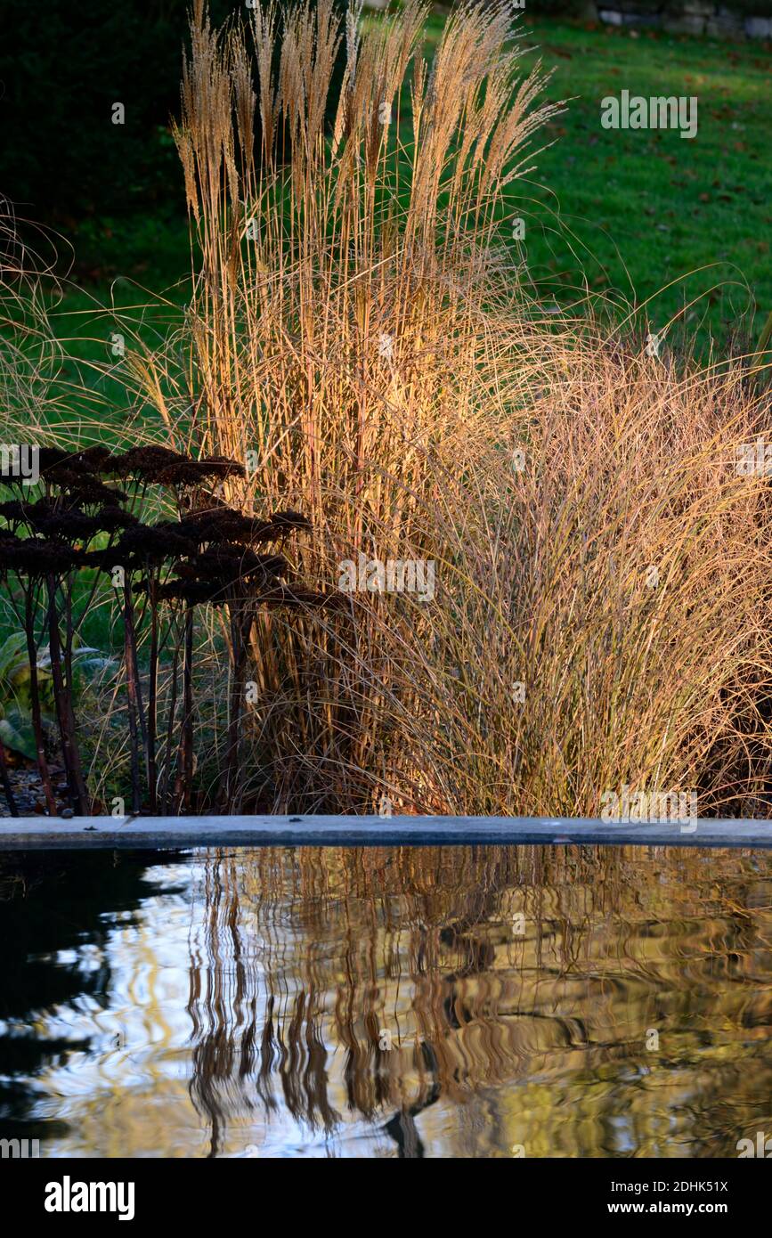 Calamagrostis × acutiflora Karl Foerster,feather reed-grass Karl ...