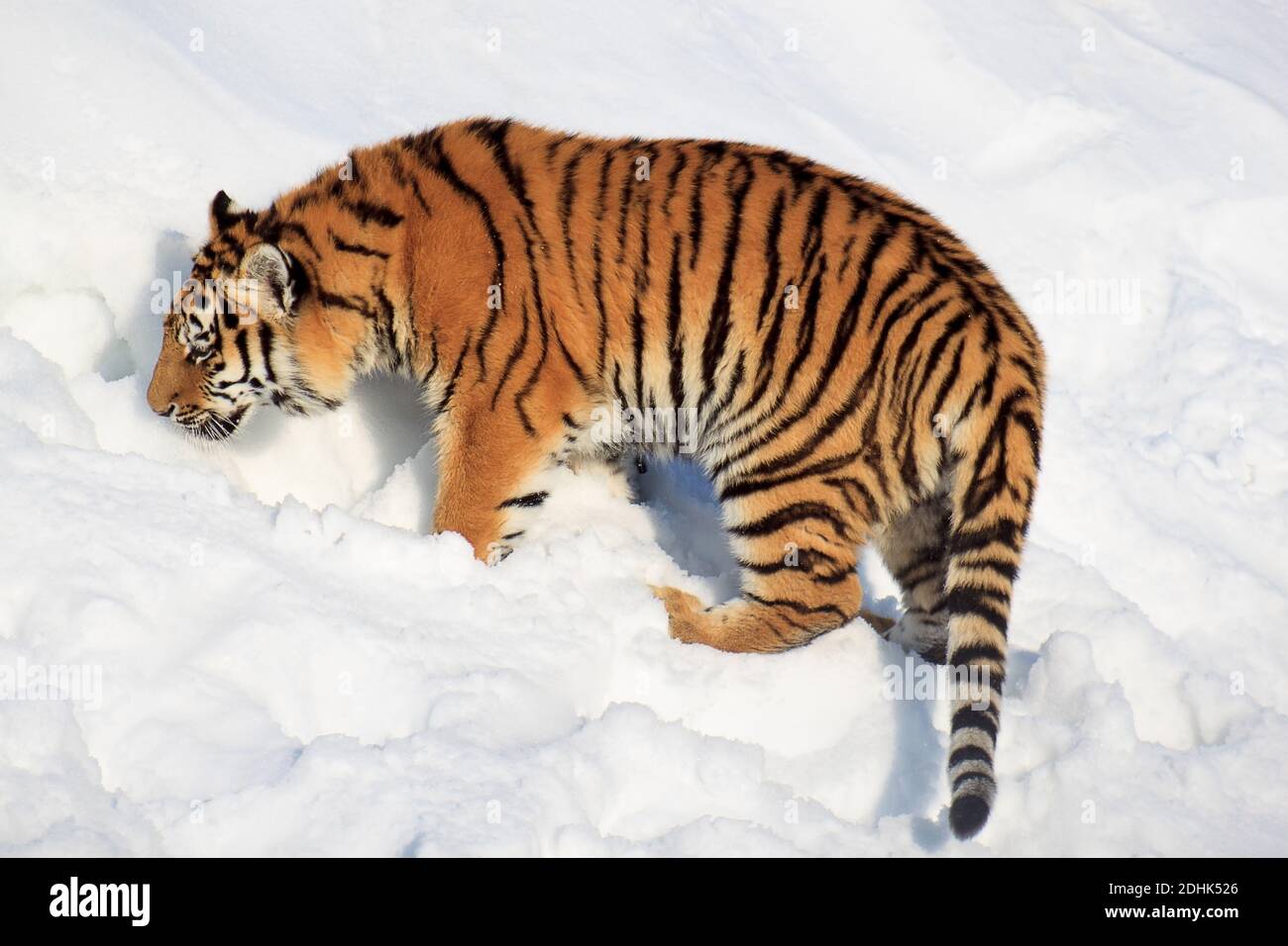 Wild siberian tiger tracks down its prey. Animals in wildlife Stock ...