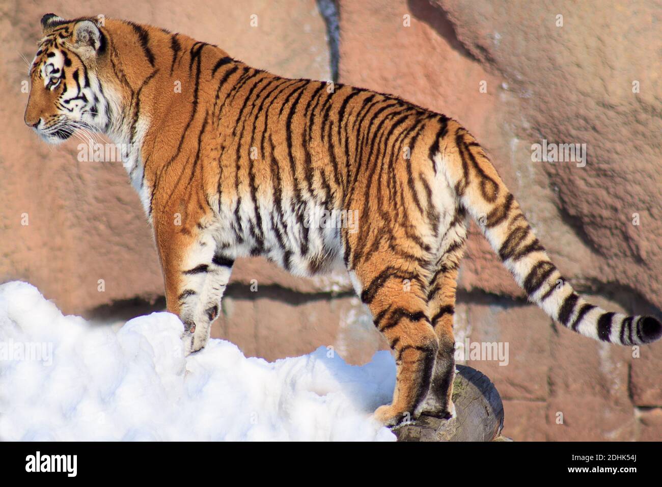 Wild siberian tiger is standing on a white snow. Animals in wildlife ...