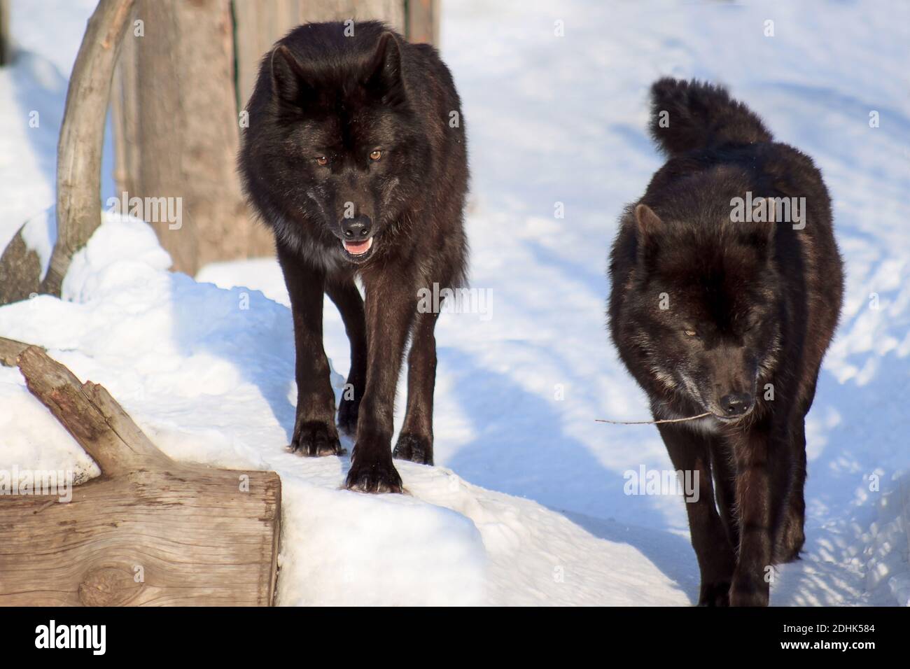Two black canadian wolf are watching their prey. Animal wildlife Stock ...