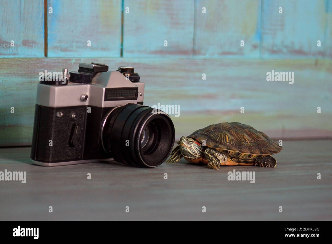 Manual tortoise is posing in front of the camera. Pet animals Stock Photo - Alamy