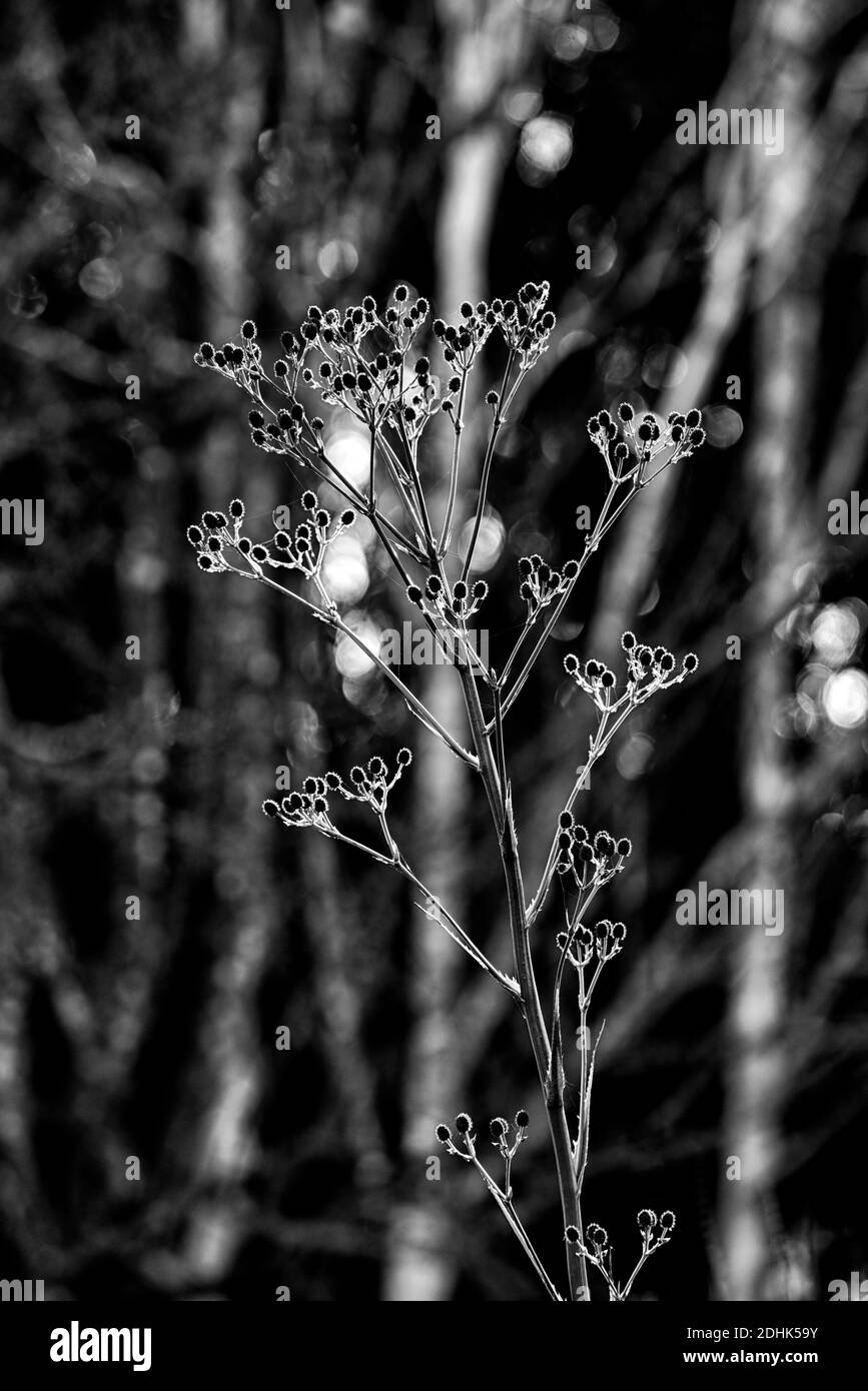 Thistle plant garden Black and White Stock Photos & Images - Alamy
